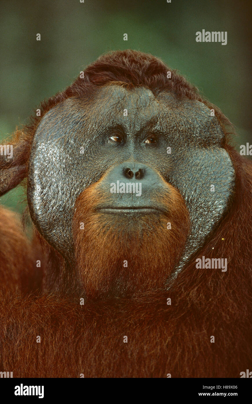 Orangutan (Pongo pygmaeus) portrait of adult male with large cheek pads ...