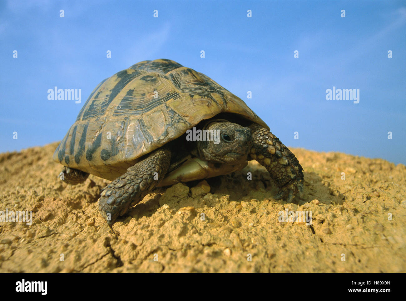 Marginated Tortoise (Testudo marginata) portrait, Greece Stock Photo ...