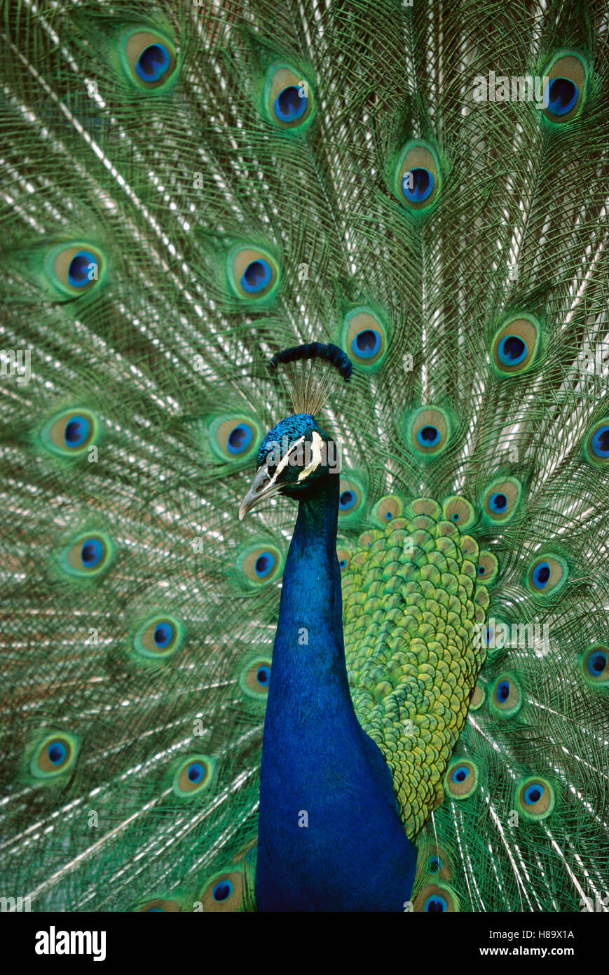 Indian Peafowl (Pavo cristatus) male in courtship display, India Stock ...