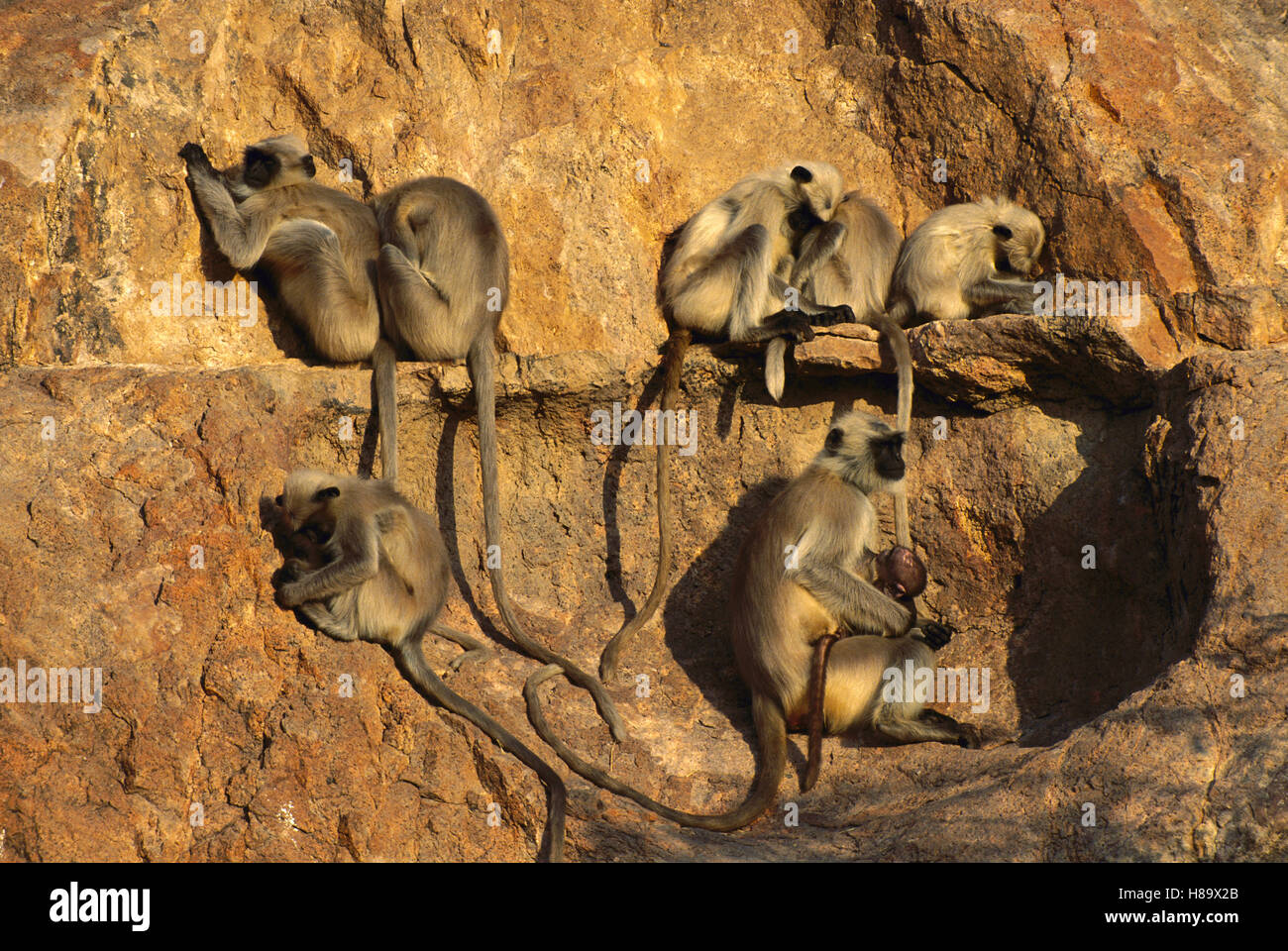 Hanuman Langur (Semnopithecus entellus) group on sleeping rock, Jodhpur ...
