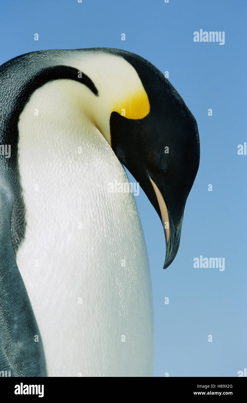 Emperor Penguin (Aptenodytes forsteri) individual in courtship posture ...