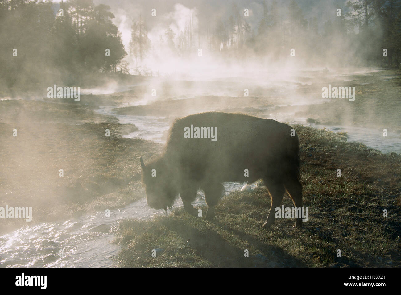 American Bison (Bison bison) in morning fog, Yellowstone National Park ...