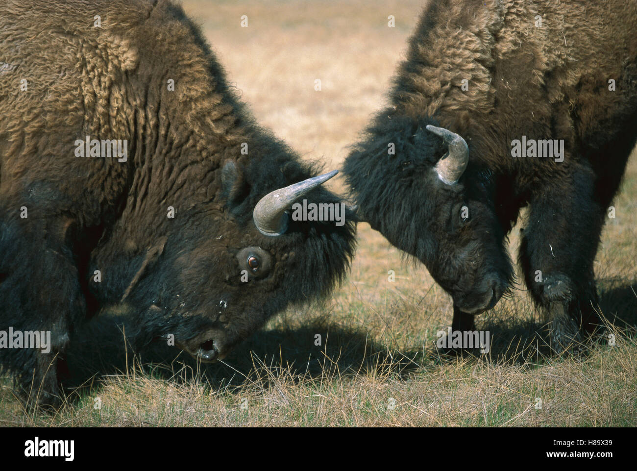 Two bison bulls fighting hi-res stock photography and images - Alamy