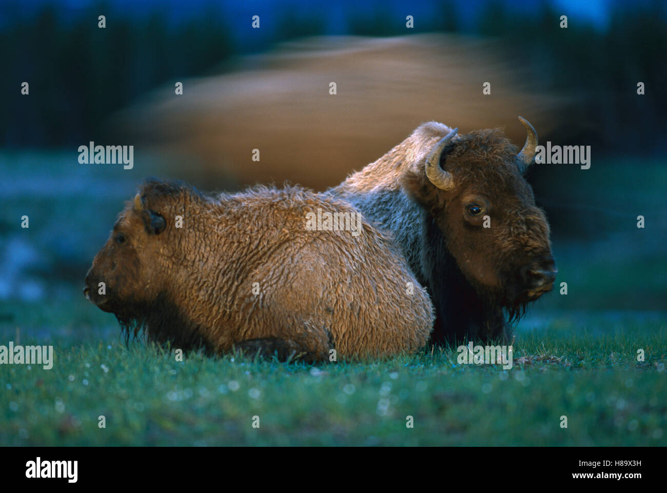 American Bison (Bison bison) resting in moonlight, Yellowstone National ...