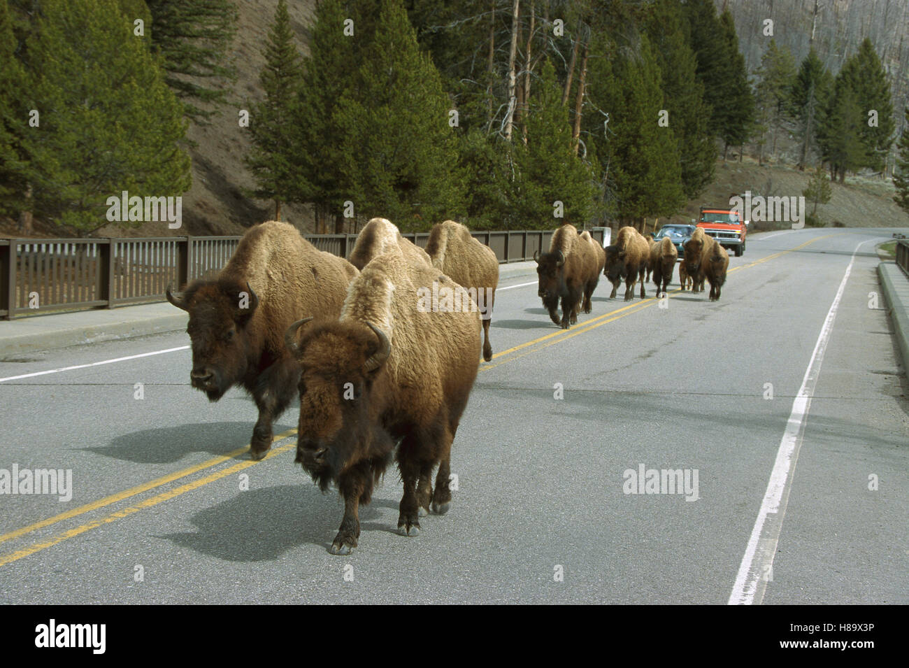 American Bison (Bison bison) group walking on highway, Yellowstone ...