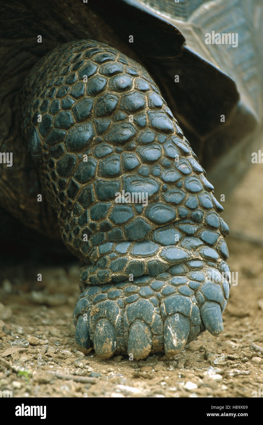 Galapagos Giant Tortoise (Chelonoidis nigra) close up of foot, Santa ...