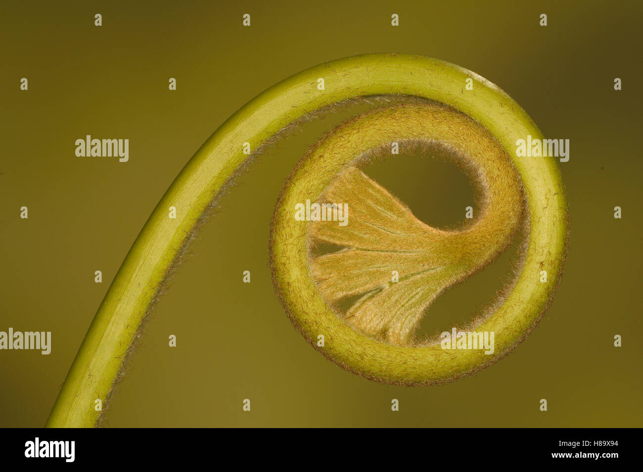 Young fern rolled up, highlands, Malaysian Peninsula Stock Photo - Alamy