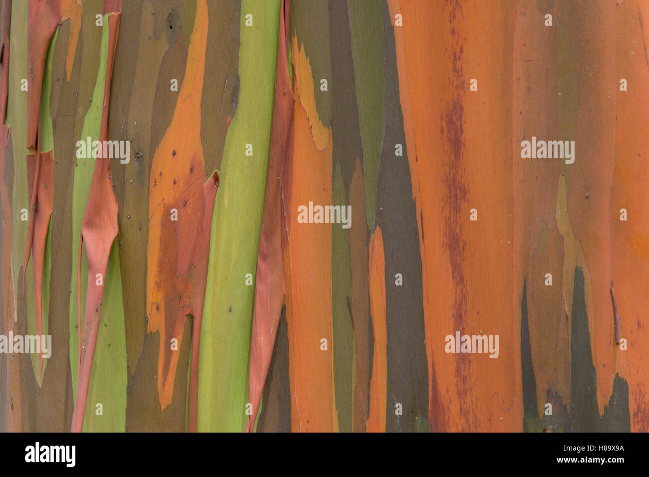 Gum Tree (Eucalyptus sp) bark detail, Costa Rica Stock Photo - Alamy