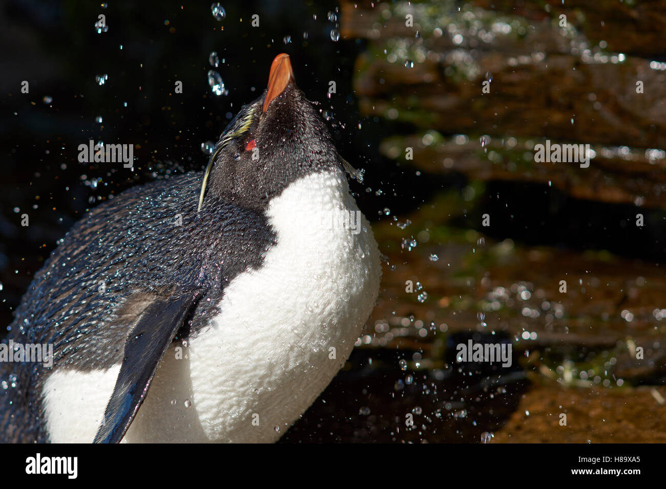 Rockhopper Penguin having a shower under a small waterfall Stock Photo ...
