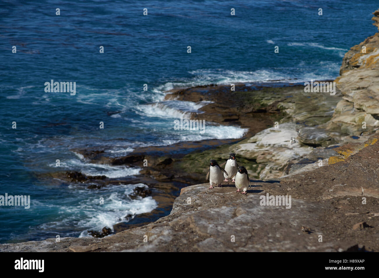 Rockhopper Penguins (Eudyptes chrysocome Stock Photo - Alamy