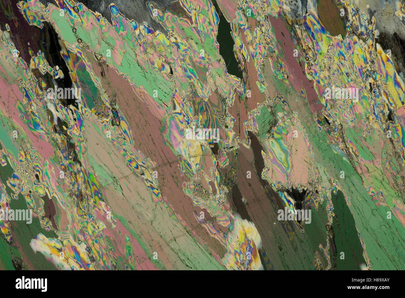 Sample of sea ice core 1 millimeter thick with crystals frozen under ...