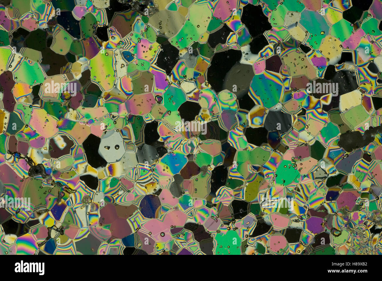 Sample of sea ice core 1 millimeter thick with crystals frozen under ...