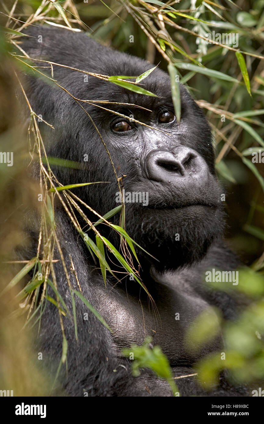 Mountain Gorilla (Gorilla gorilla beringei) silverback amongst bamboo ...