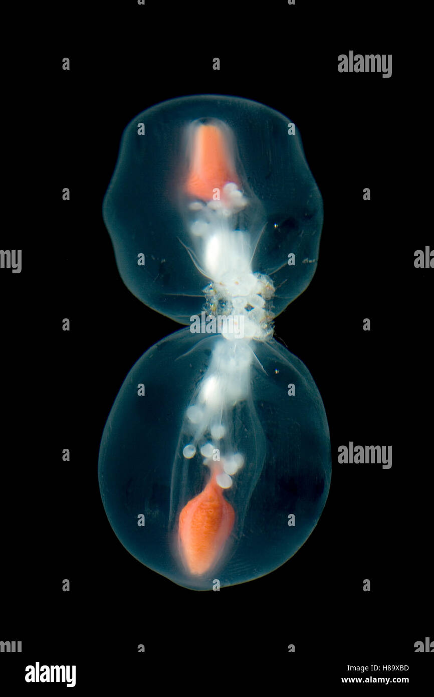Hydromedusae (Calycopsis borchgrewinki) with reflection on water ...