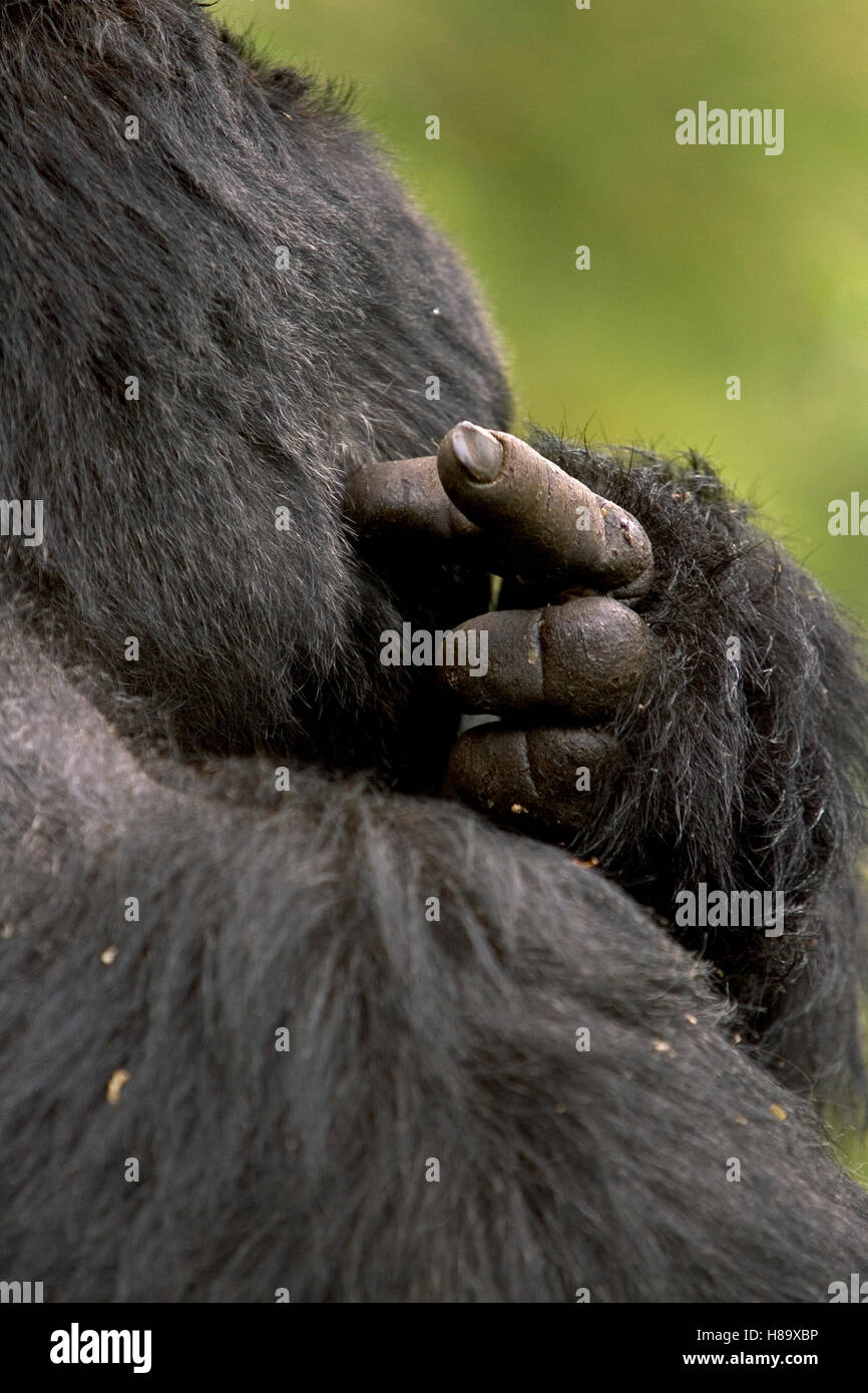 Mountain Gorilla (Gorilla gorilla beringei) silverback from behind as ...