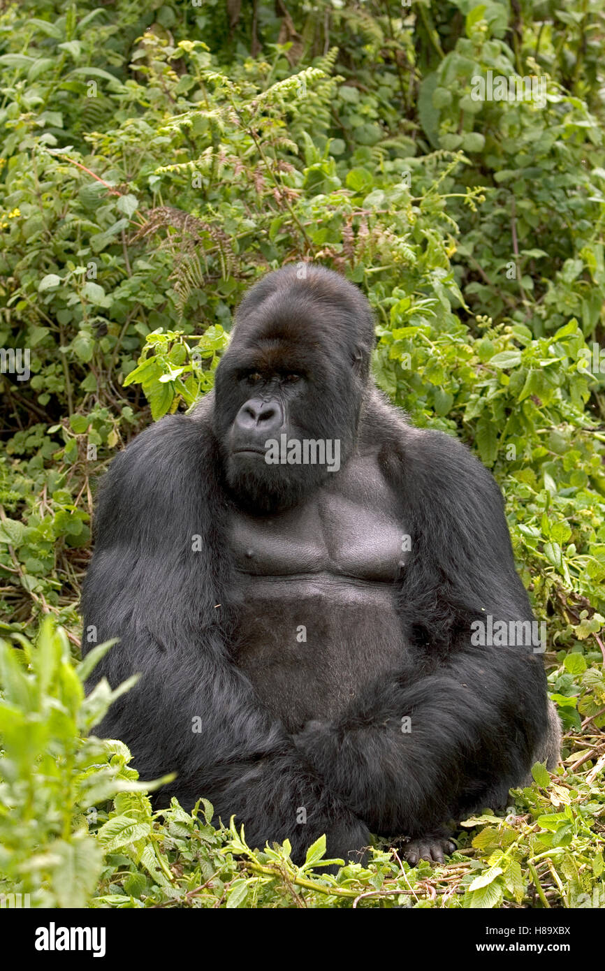 Mountain Gorilla (Gorilla gorilla beringei) silverback sitting, Parc ...
