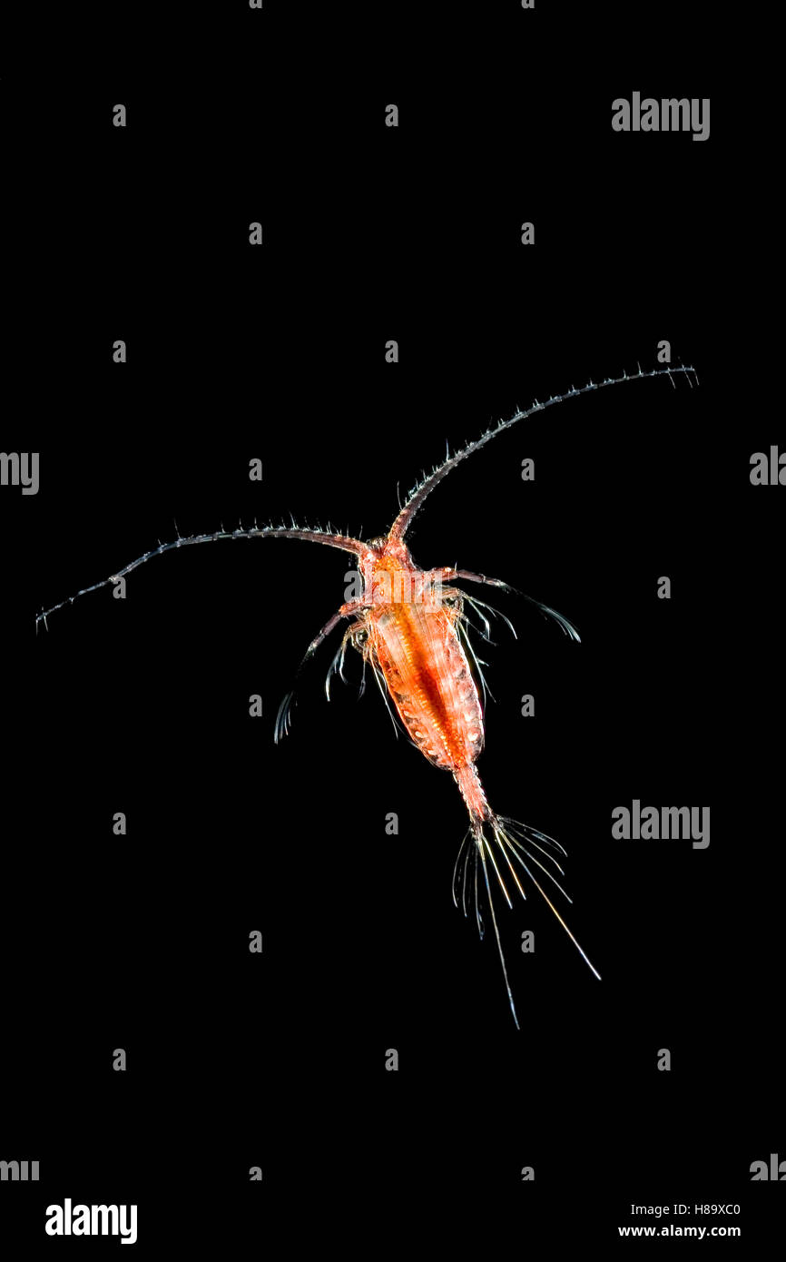 Zooplankton (Euaugaptilus antarcticus) swimming, Weddell Sea ...