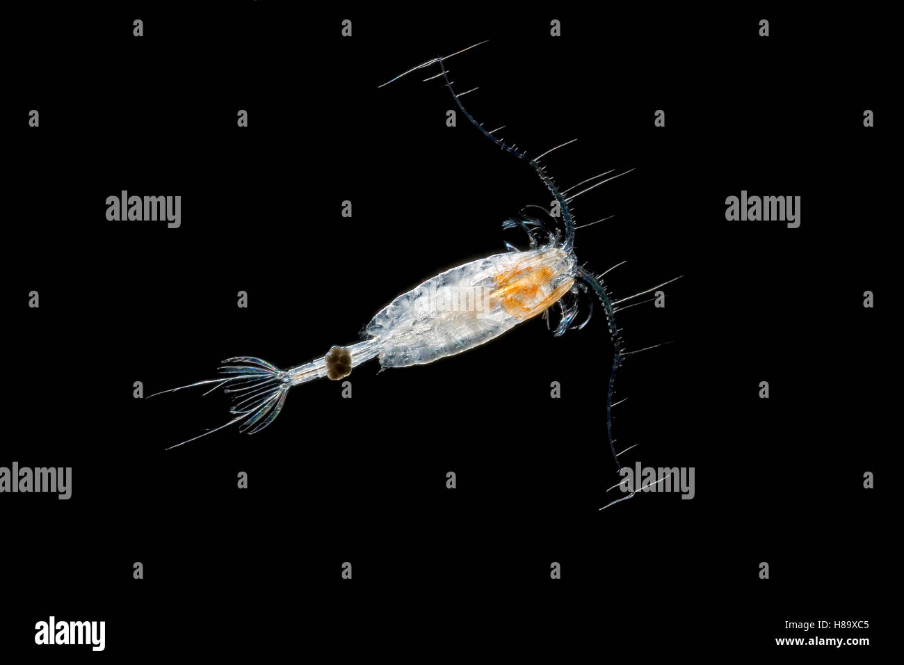 Copepod (Paraeuchaeta sp) female with eggs swimming, Weddell Sea ...