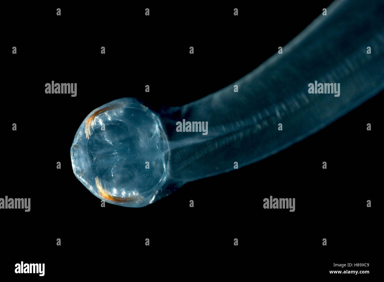 Arrow Worm (Sagitta sp), Weddell Sea, Antarctica Stock Photo - Alamy