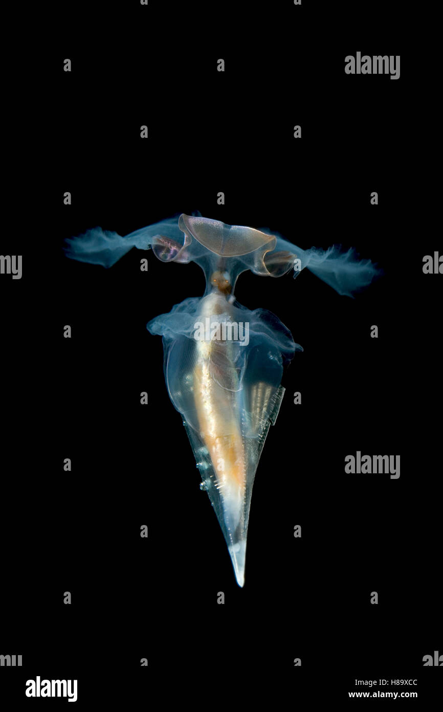 Pyramid Clio (Clio pyramidata) portrait, Weddell Sea, Antarctica Stock ...