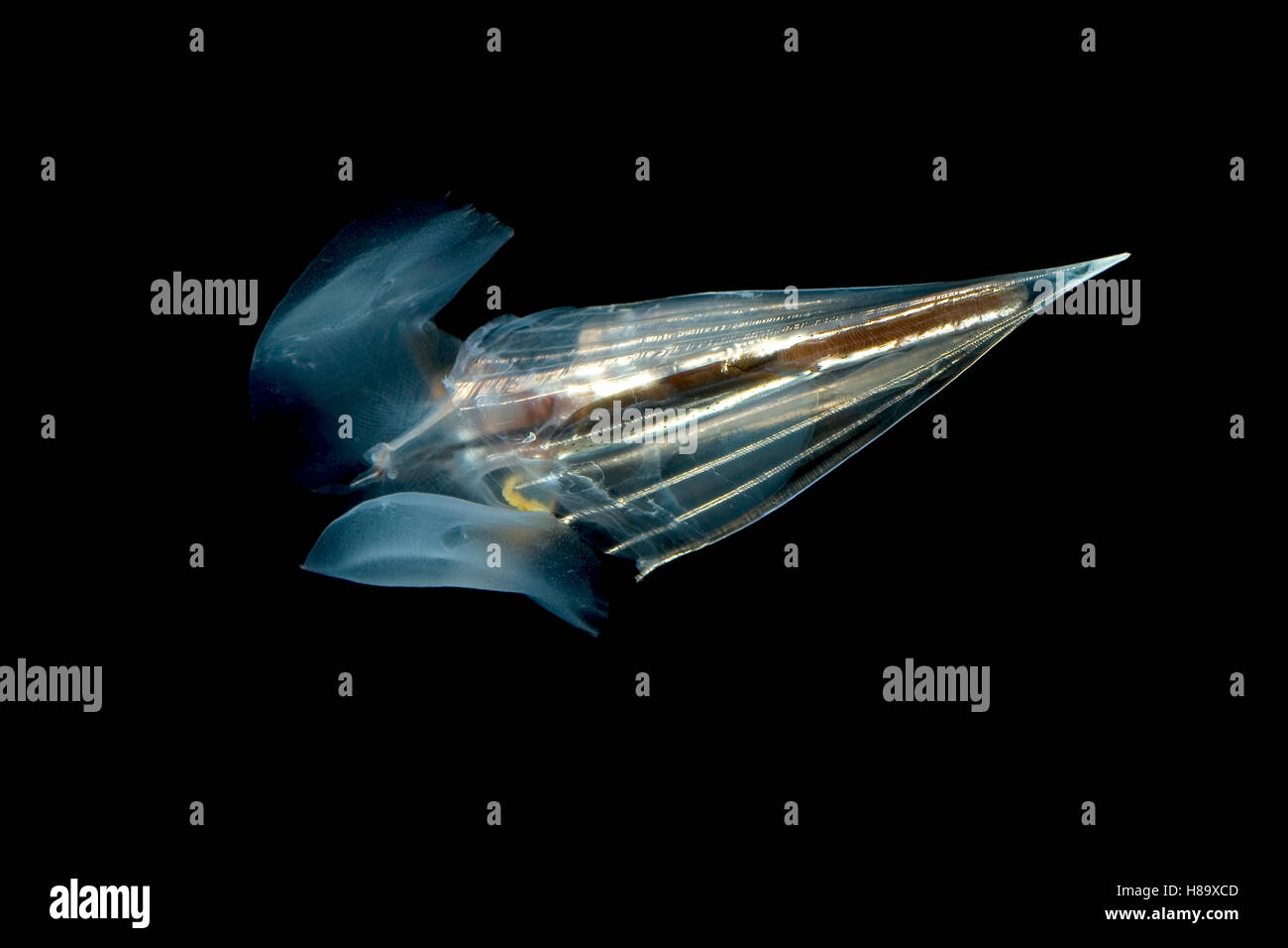 Pyramid Clio (Clio pyramidata) portrait, Weddell Sea, Antarctica Stock ...