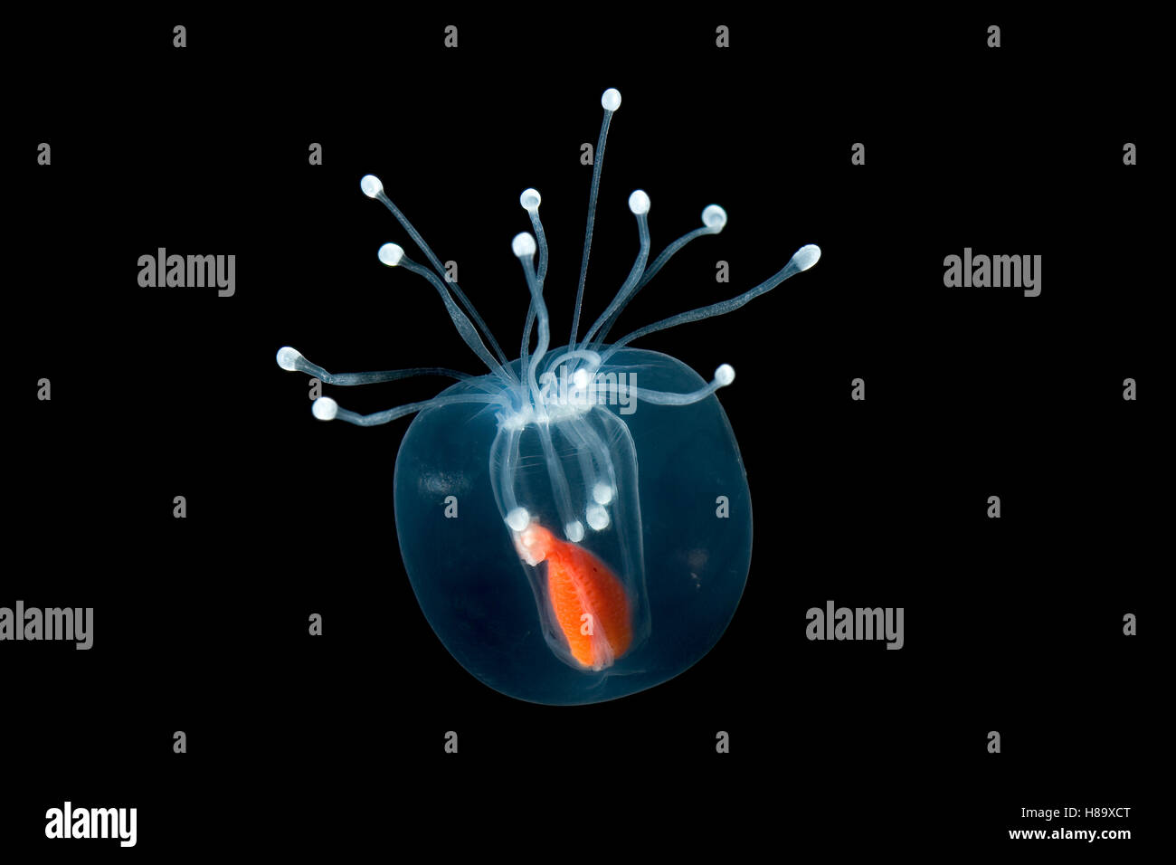 Hydromedusae (Calycopsis borchgrewinki) with extended tentacles ...