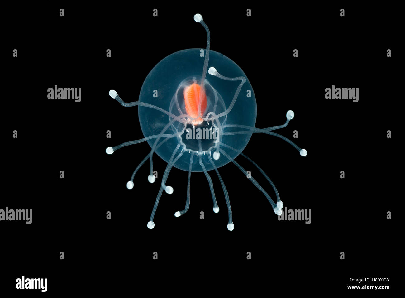 Hydromedusae (Calycopsis borchgrewinki) with extended tentacles ...
