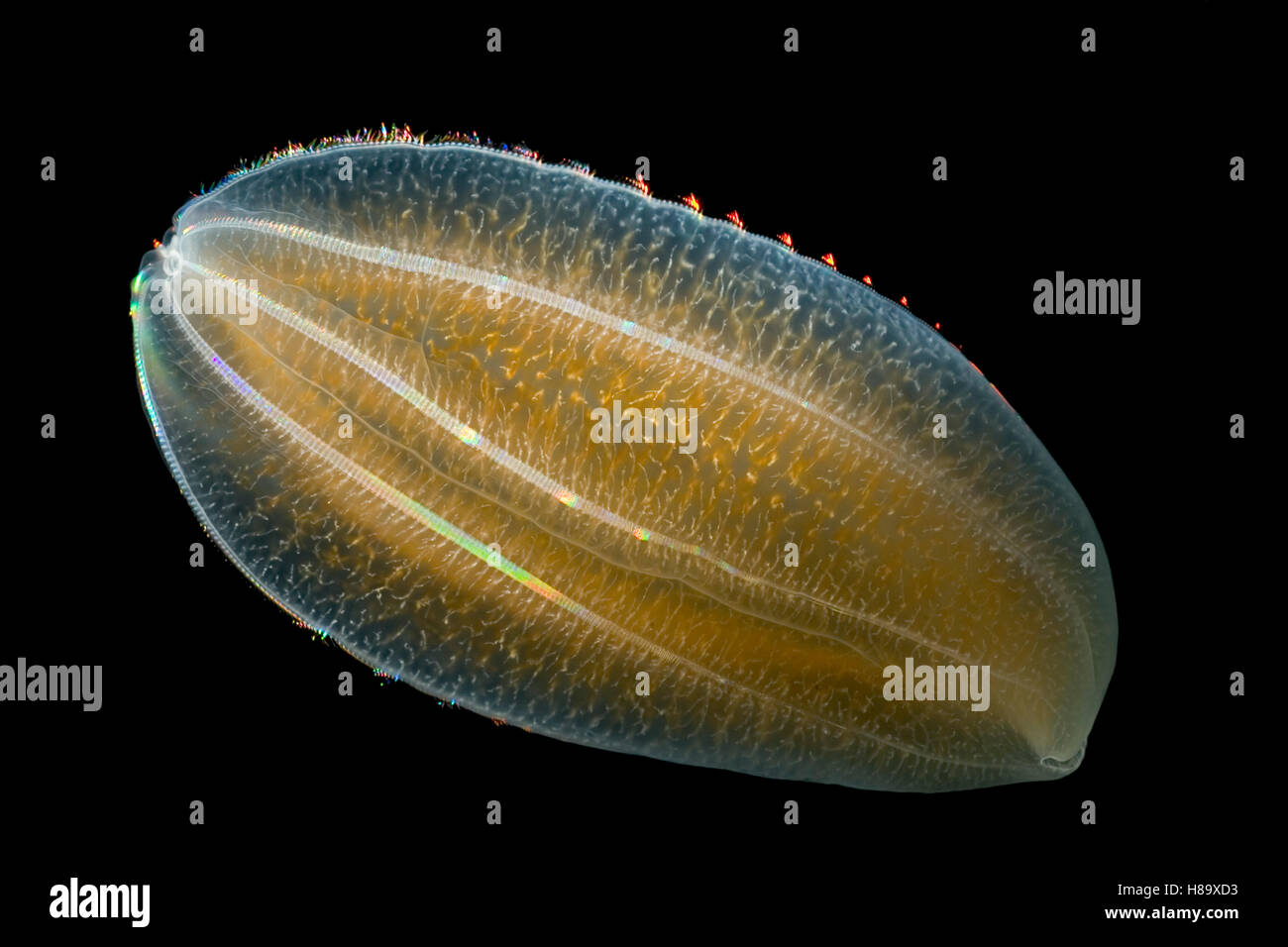 Ctenophore (Beroe cucumis) showing typical symmetrical combs made of ...