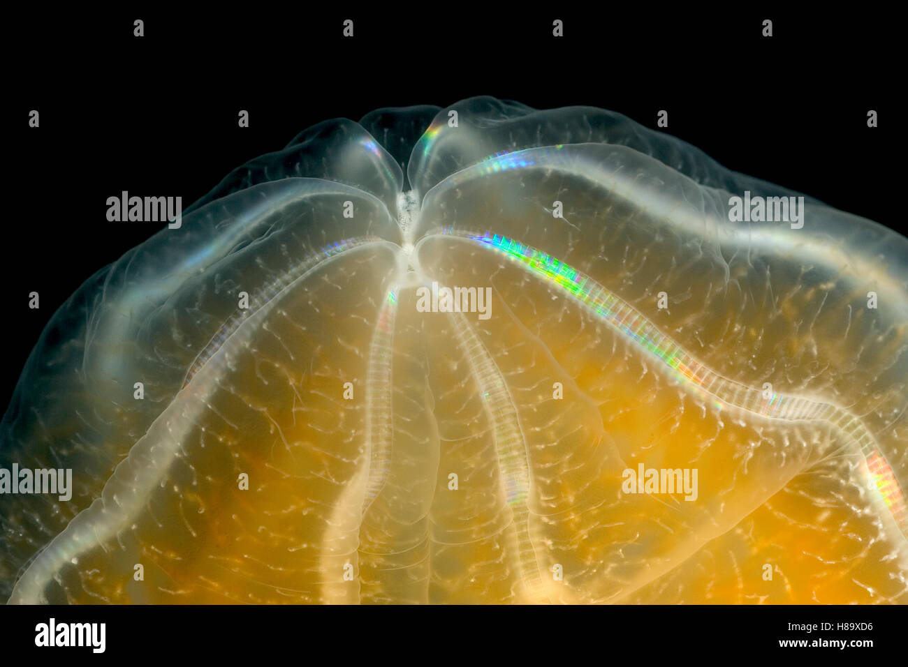 Ctenophore (Beroe cucumis) detail showing typical symmetrical combs ...