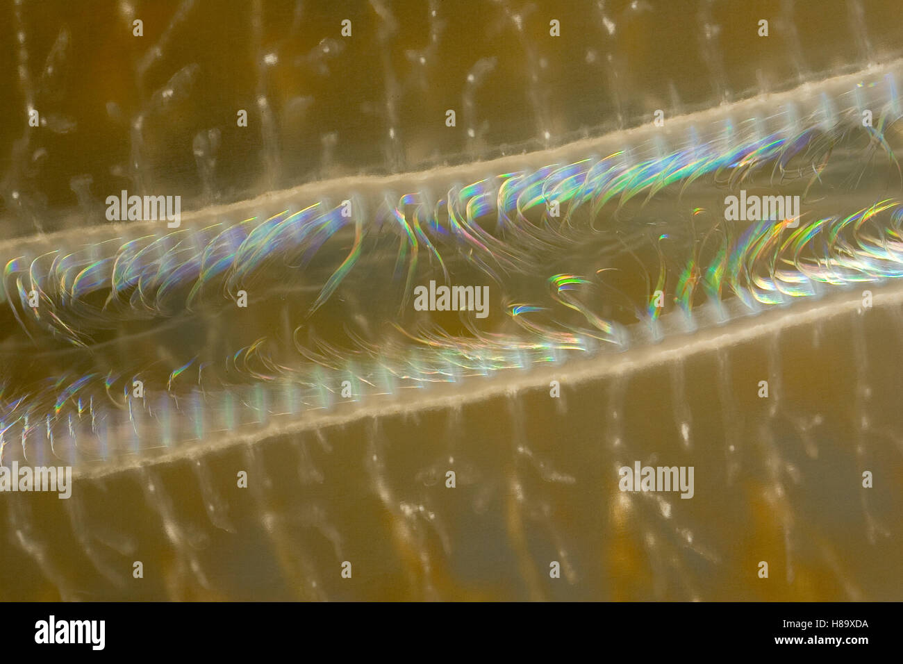 Ctenophore (Beroe cucumis) detail showing rows of bioluminescent cilia ...