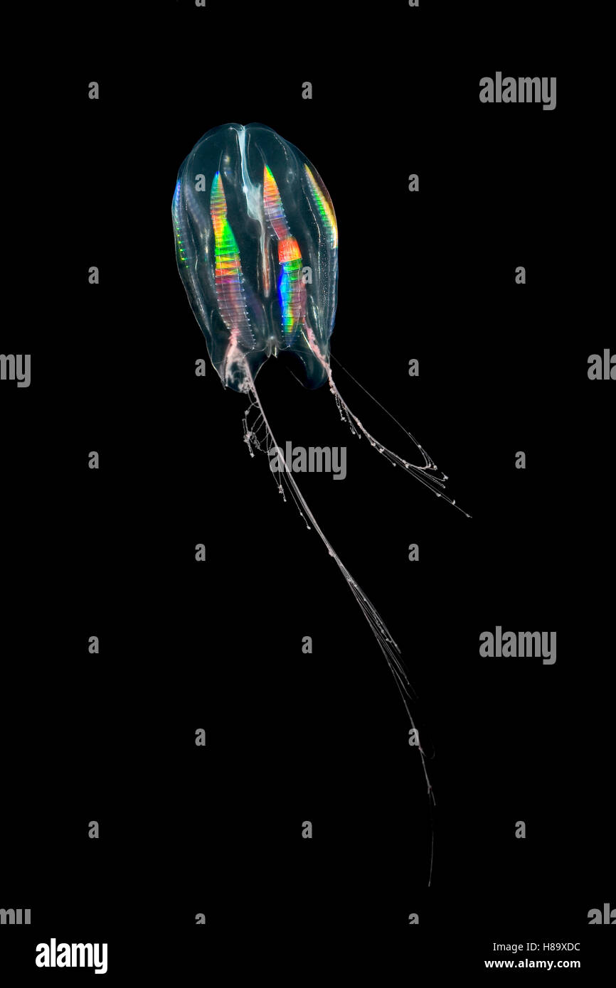 Comb Jelly (Callianira antarctica) showing bioluminescent cells ...