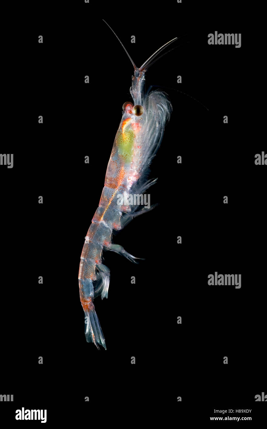 Antarctic Krill (Euphausia superba) with yellow algae in stomach, a ...