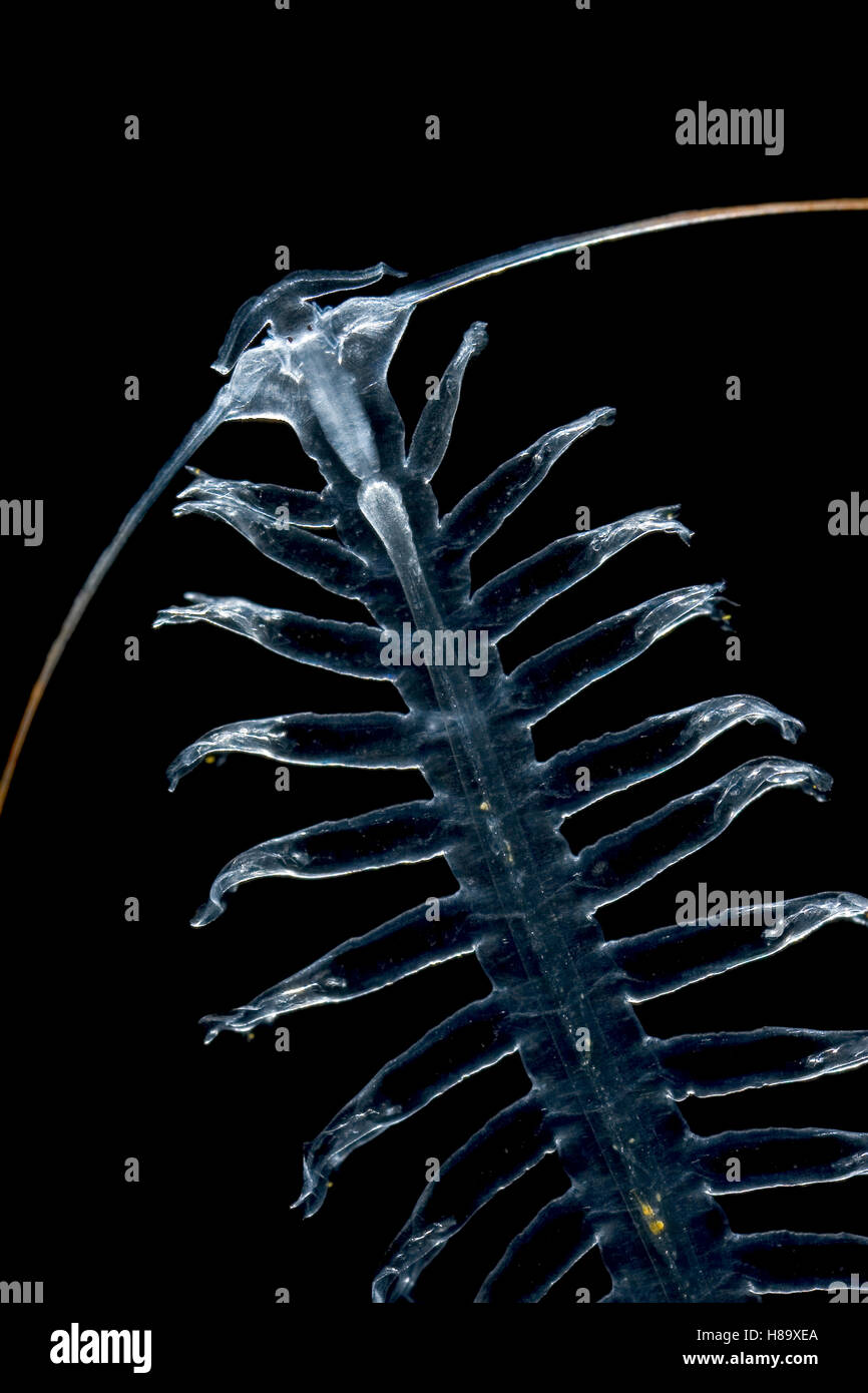 Polychaete (Tomopteris sp) showing parapodia, paddle-like structures ...