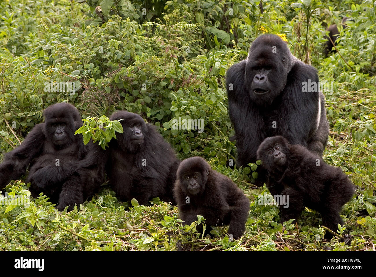 Mountain Gorilla (Gorilla gorilla beringei) Susa group showing male silverback, two females and ...