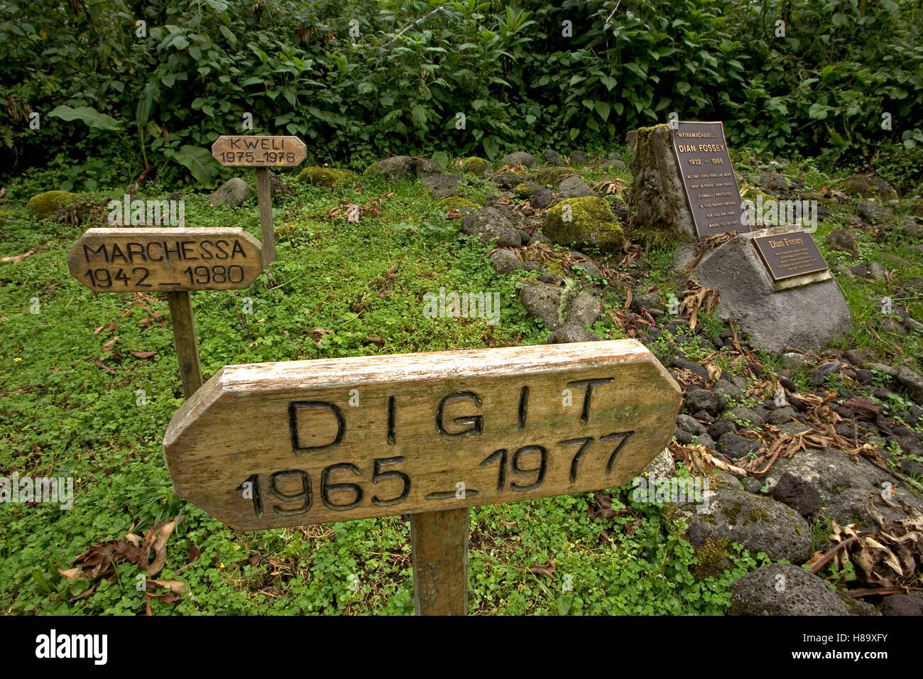 Graves of Mountain Gorillas and Dr. Diane Fosse at former Karisoke ...