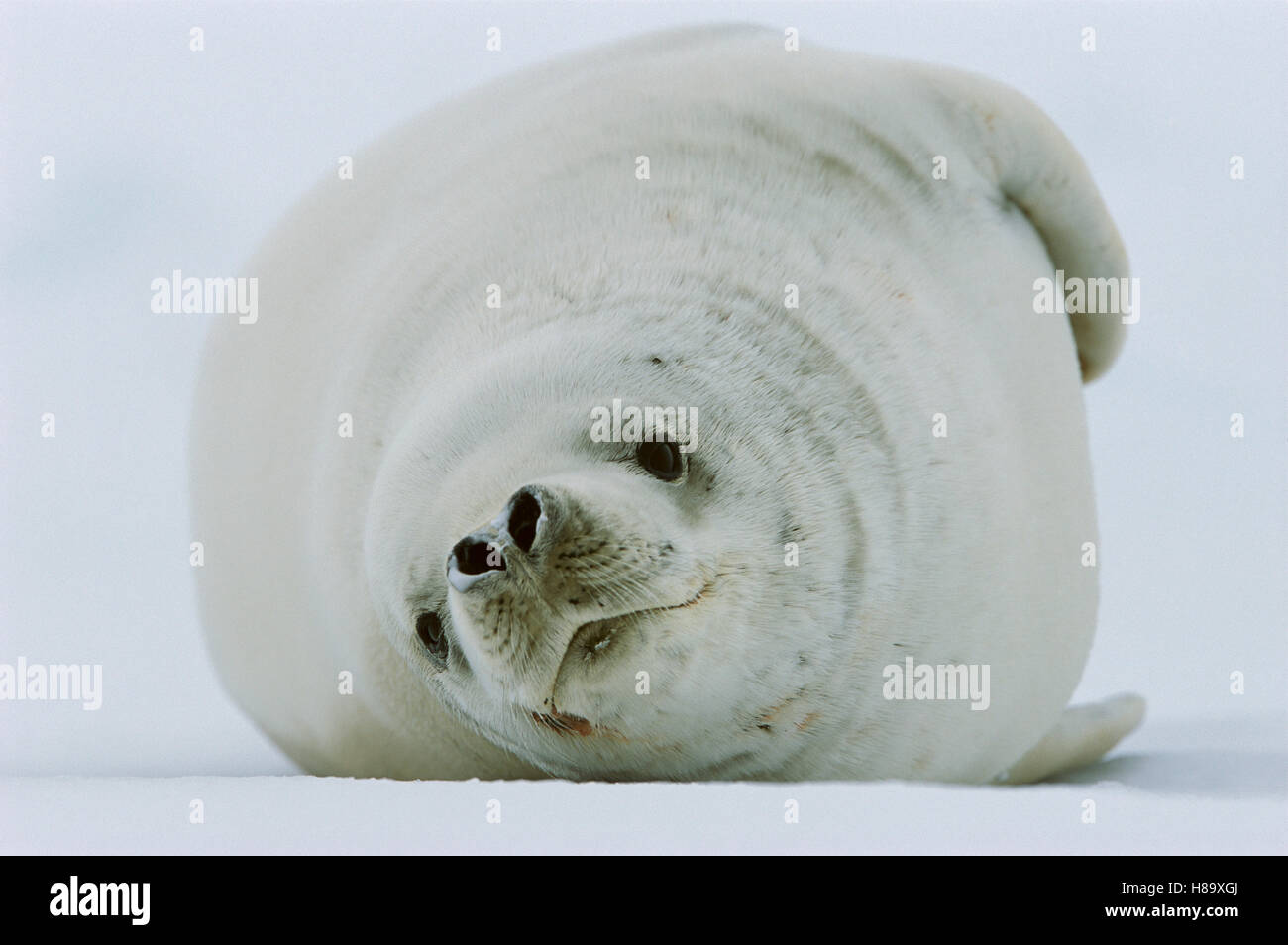 Crabeater Seal (Lobodon carcinophagus) laying on side in snow, front ...