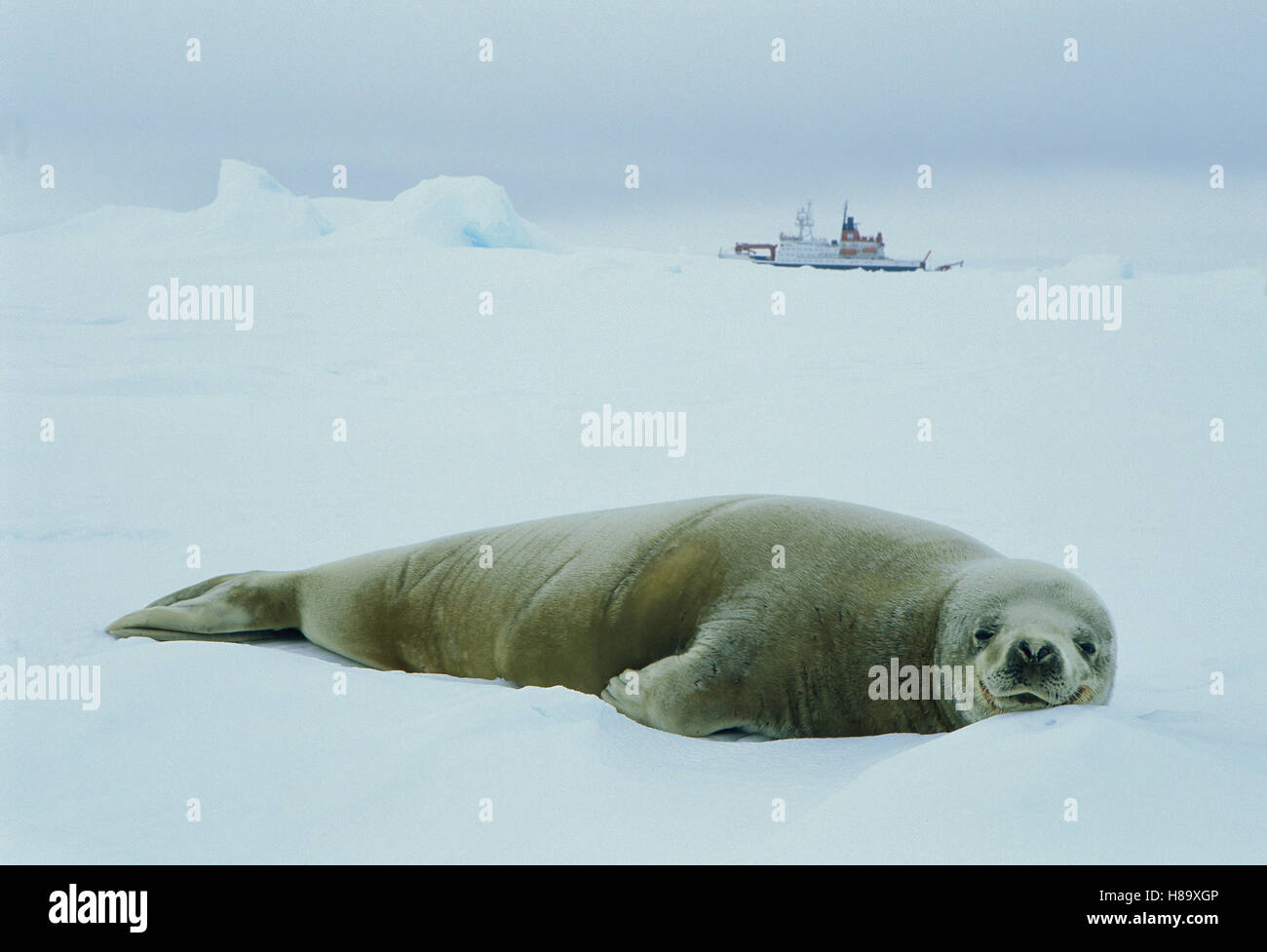 Crabeater Seal (Lobodon carcinophagus) resting on ice with expedition ...