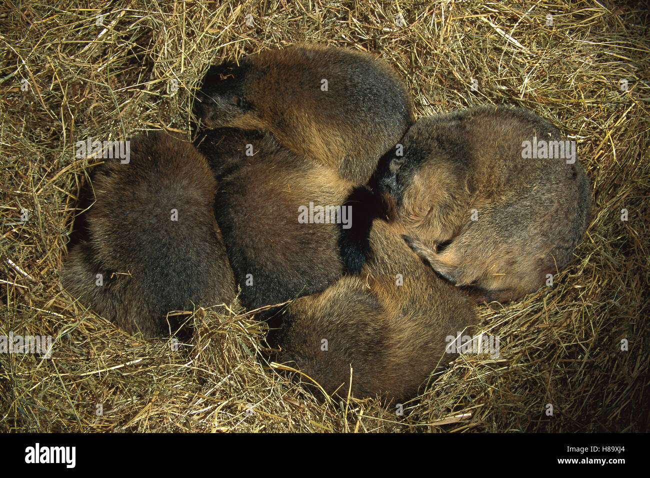 Alpine Marmot (Marmota marmota) five babies sleeping in a nest, Hohe ...