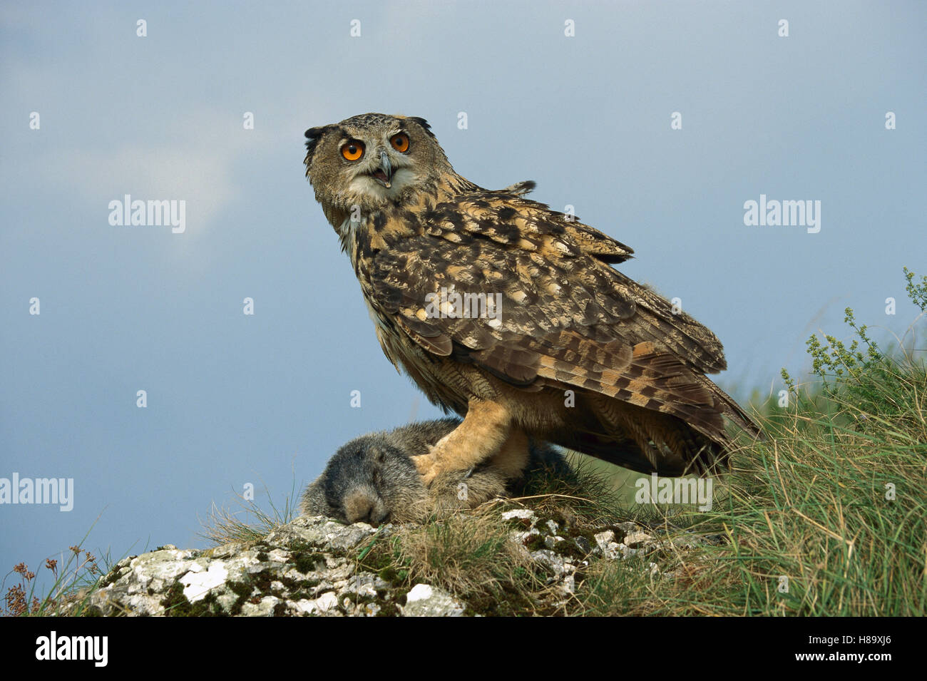 Eurasian Eagle-Owl (Bubo bubo) with Alpine Marmot (Marmota marmota ...