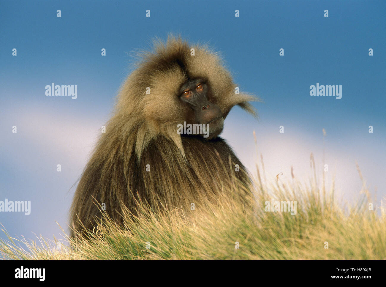 Gelada Baboon (Theropithecus gelada) adult male, portrait, Simien ...