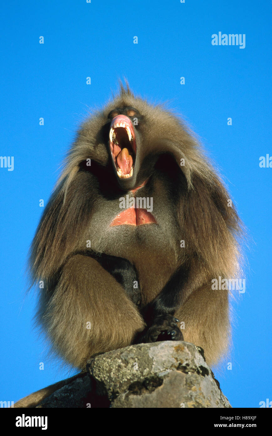 Gelada Baboon (Theropithecus gelada) male, yawning, Simien Mountains ...