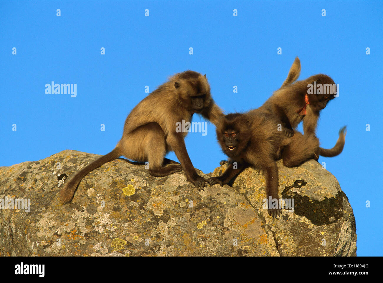Gelada Baboon (Theropithecus gelada) juveniles, playing, Simien ...