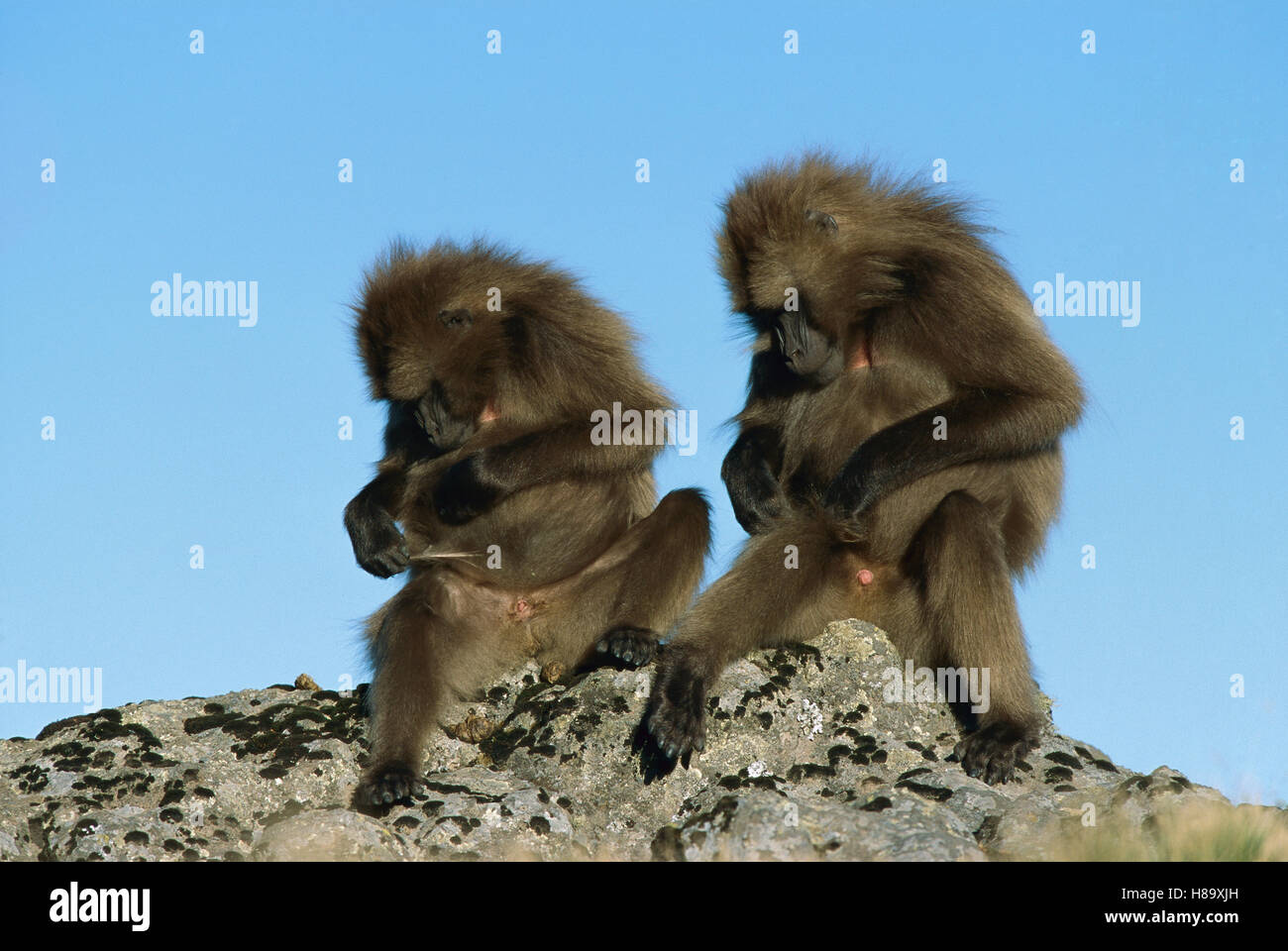 Gelada Baboon (Theropithecus gelada) adult males, grooming, Simien ...
