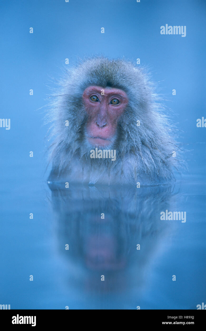 Japanese Macaque (Macaca fuscata) bathing in hot springs, Joshinetsu ...