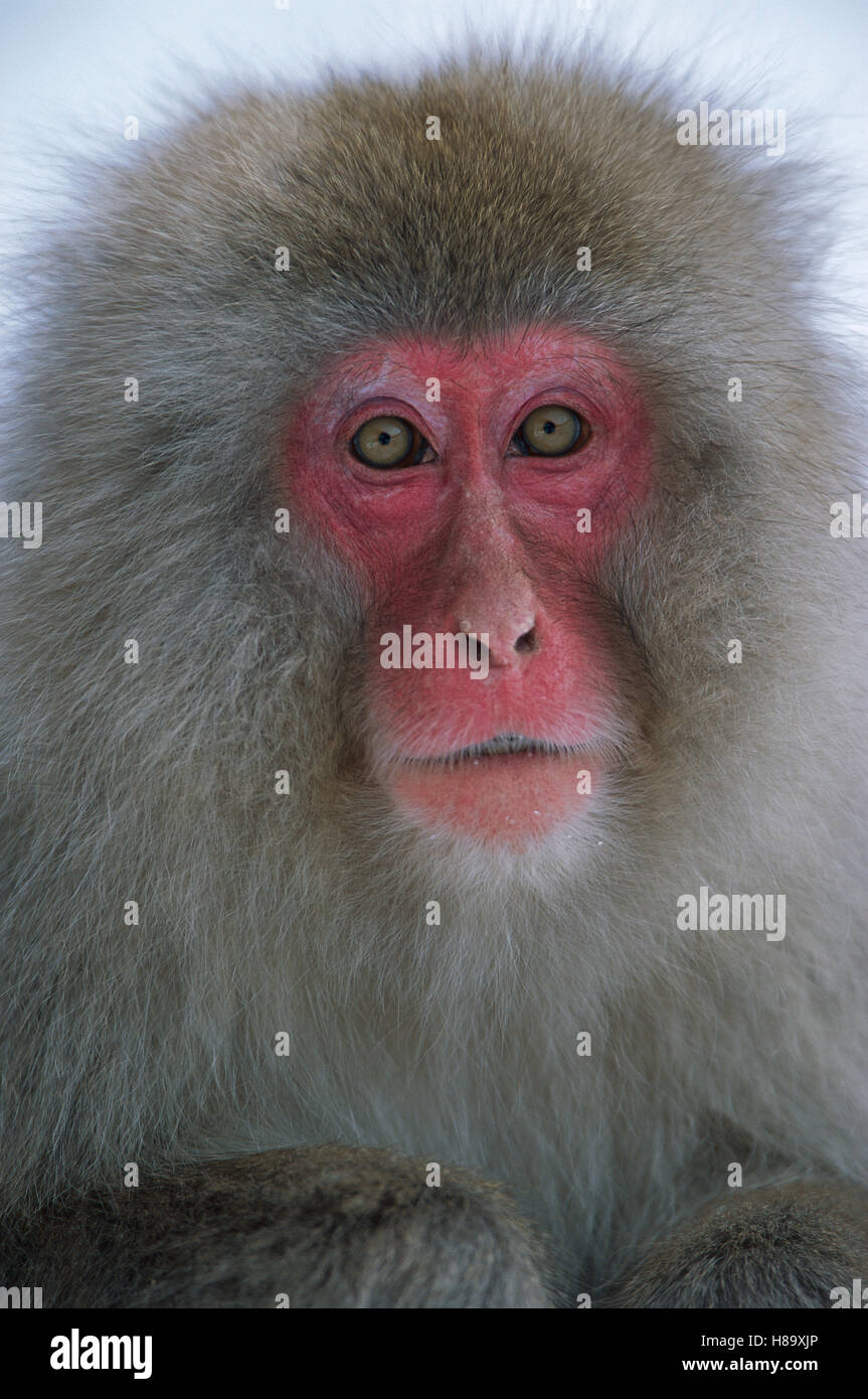 Japanese Macaque (Macaca fuscata) bathing in hot springs, Joshinetsu ...