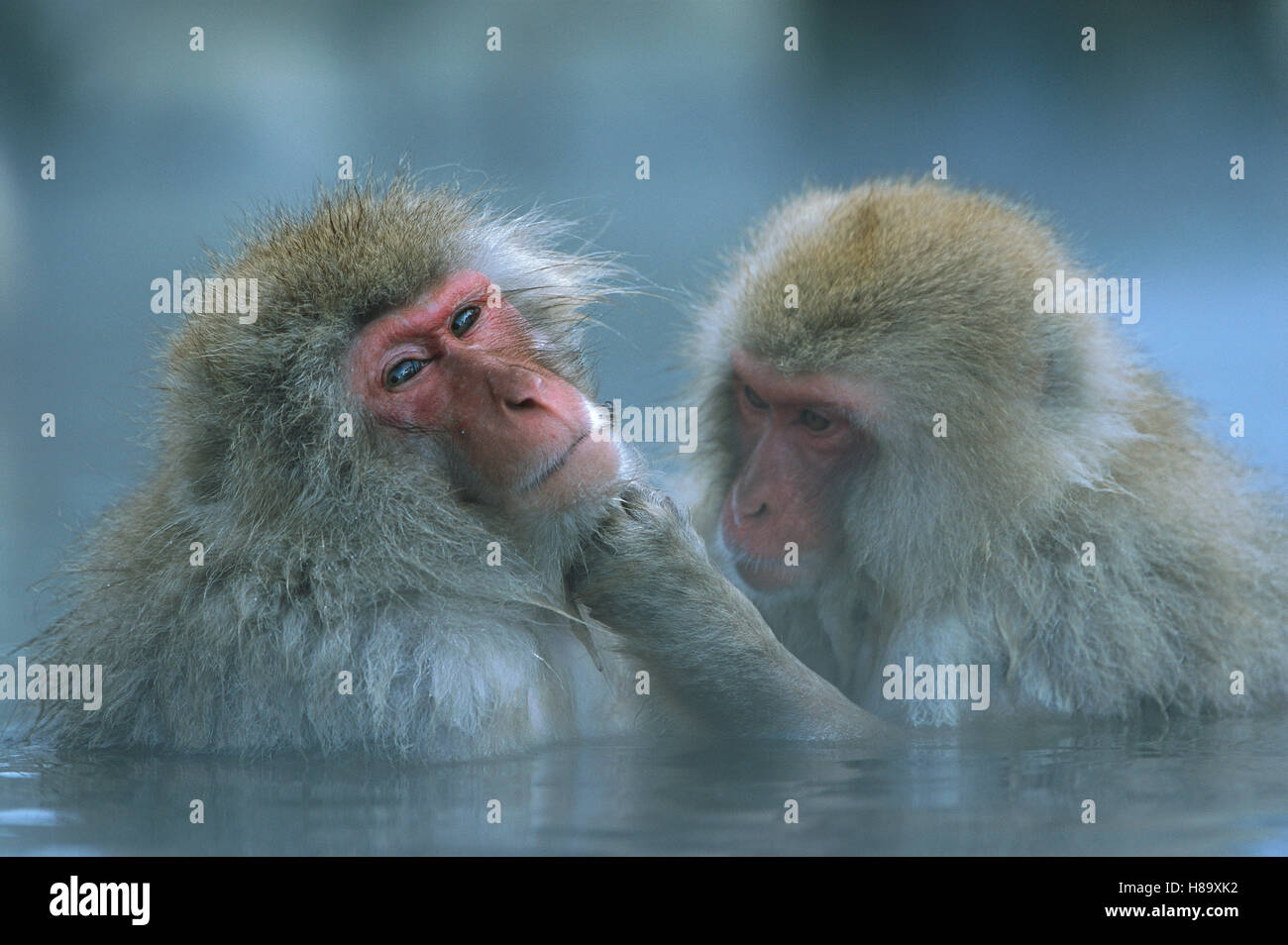 Japanese Macaque (Macaca fuscata) pair grooming in hot spring ...