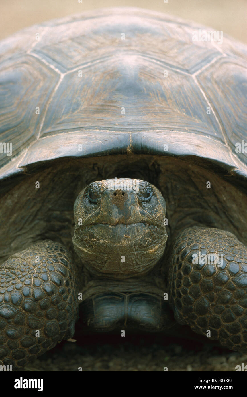 Galapagos Giant Tortoise (Chelonoidis nigra) portrait, Isabella Island ...