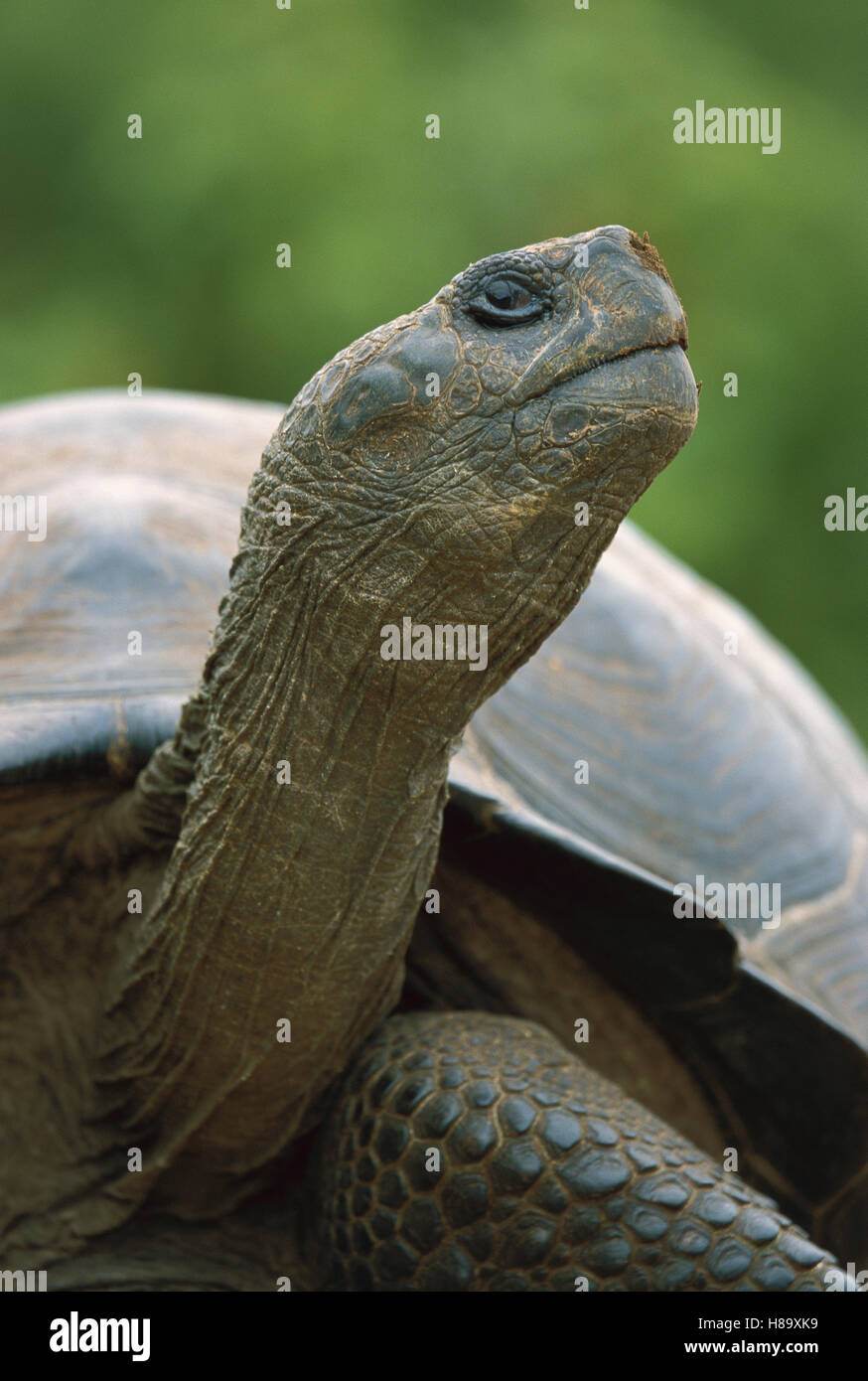 Galapagos Giant Tortoise (Chelonoidis nigra) portrait, Isabella Island ...