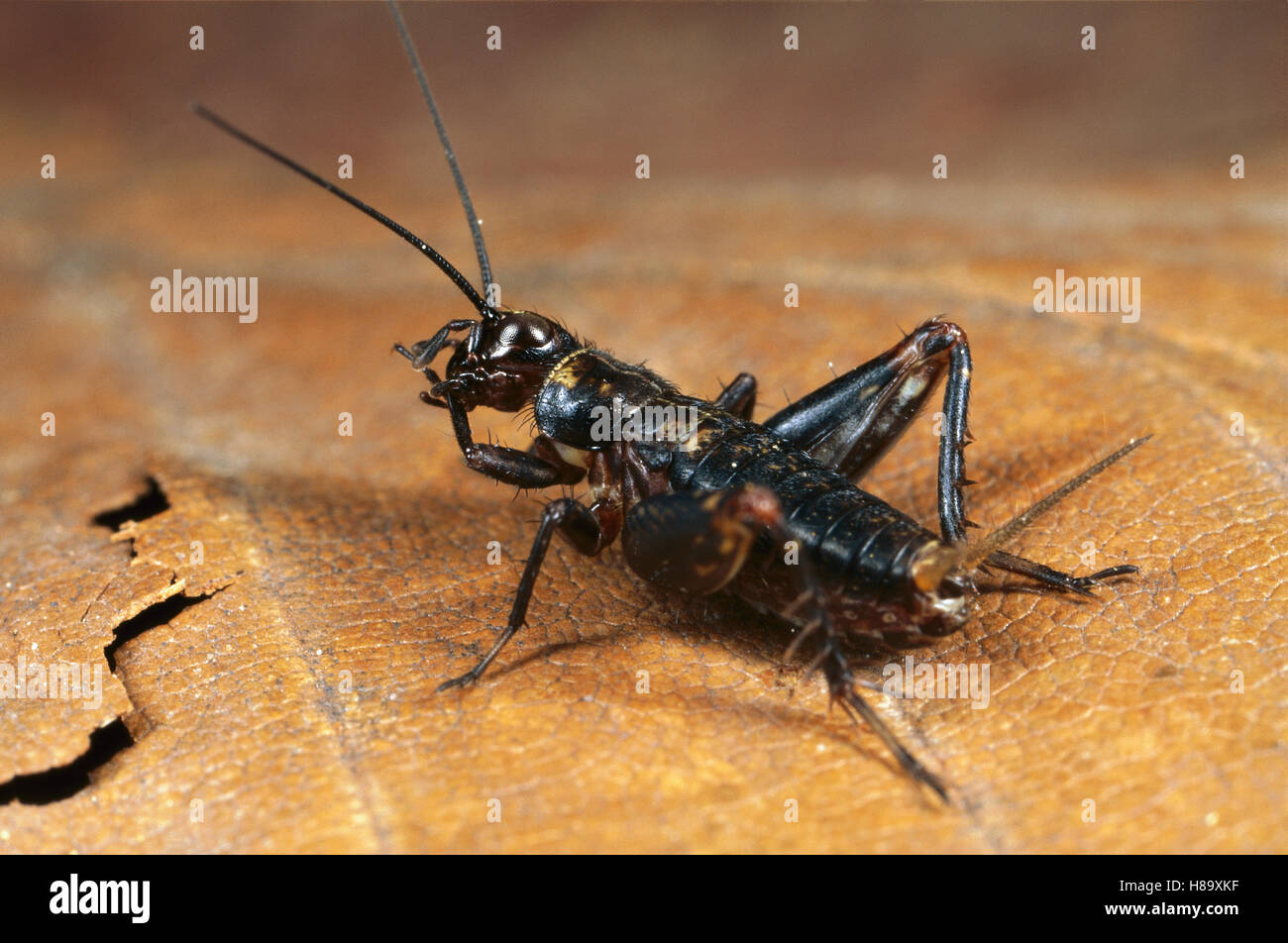 Wood Cricket (Nemobius sylvestris) grooming itself, Germany Stock Photo ...