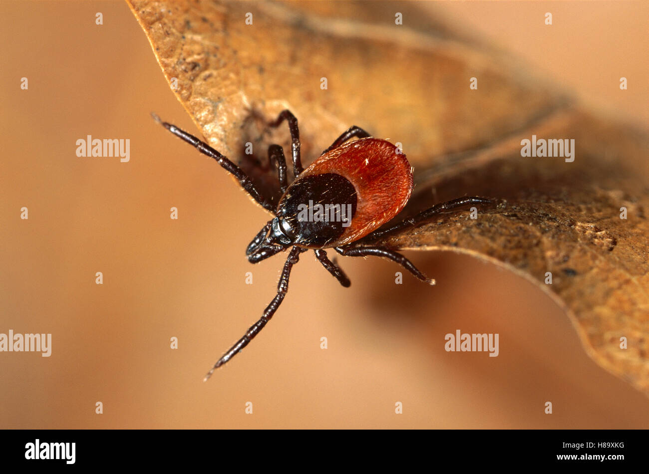 Sheep Tick (Ixodes ricinus) or Pasture Tick on leaf, Europe Stock Photo ...
